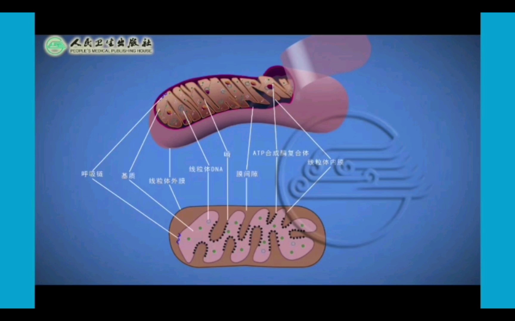 【细胞生物学】线粒体的立体结构