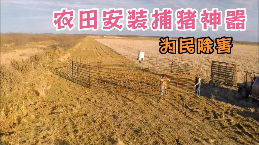 老外为了保护农田,哥俩合力安装捕猪神器,第二天直接爆车了真爽