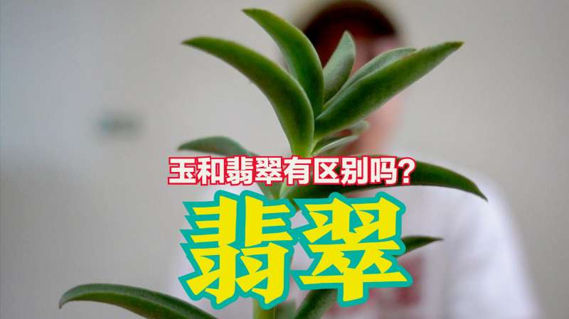 翡翠和玉有什么区别?很多人分不清