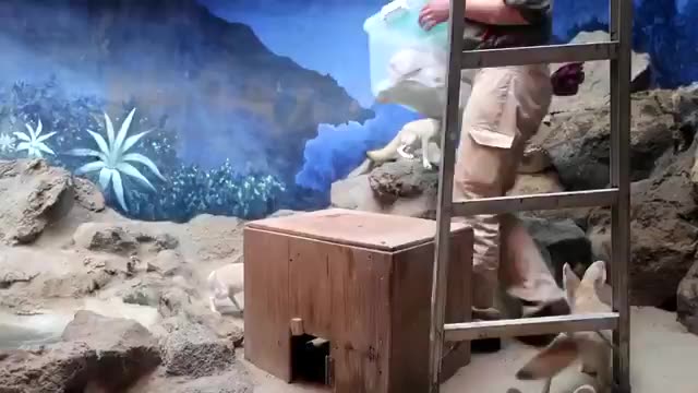 #狐狸##耳廓狐##耳郭狐#经过细心的保育,动物园饲养员将健康成长的...