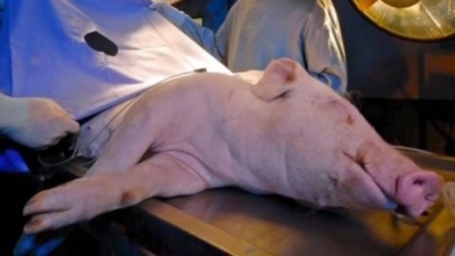 人类器官移植为什么要用猪的,而不用黑猩猩?说出来你都不敢信