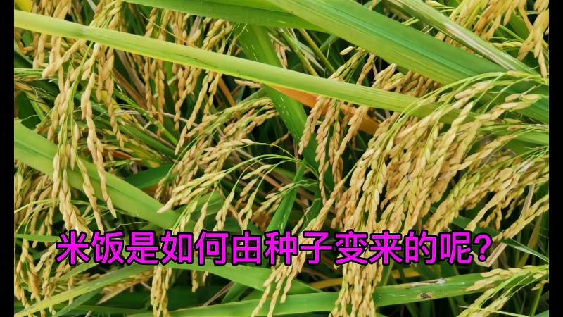 种子到米饭的一生,趣学英语
