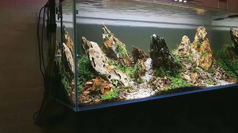 新开1米2的水草缸造景过程,国外大神造景全过程,我服了!