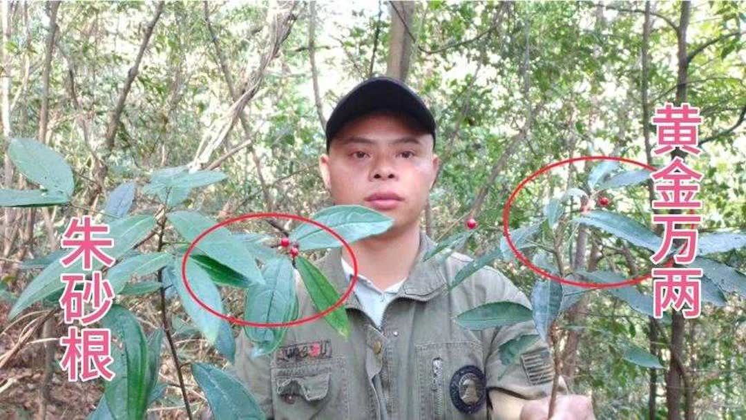 山上发现朱砂根,黄金万两野生植物,哪种更好你会分辨出来吗?