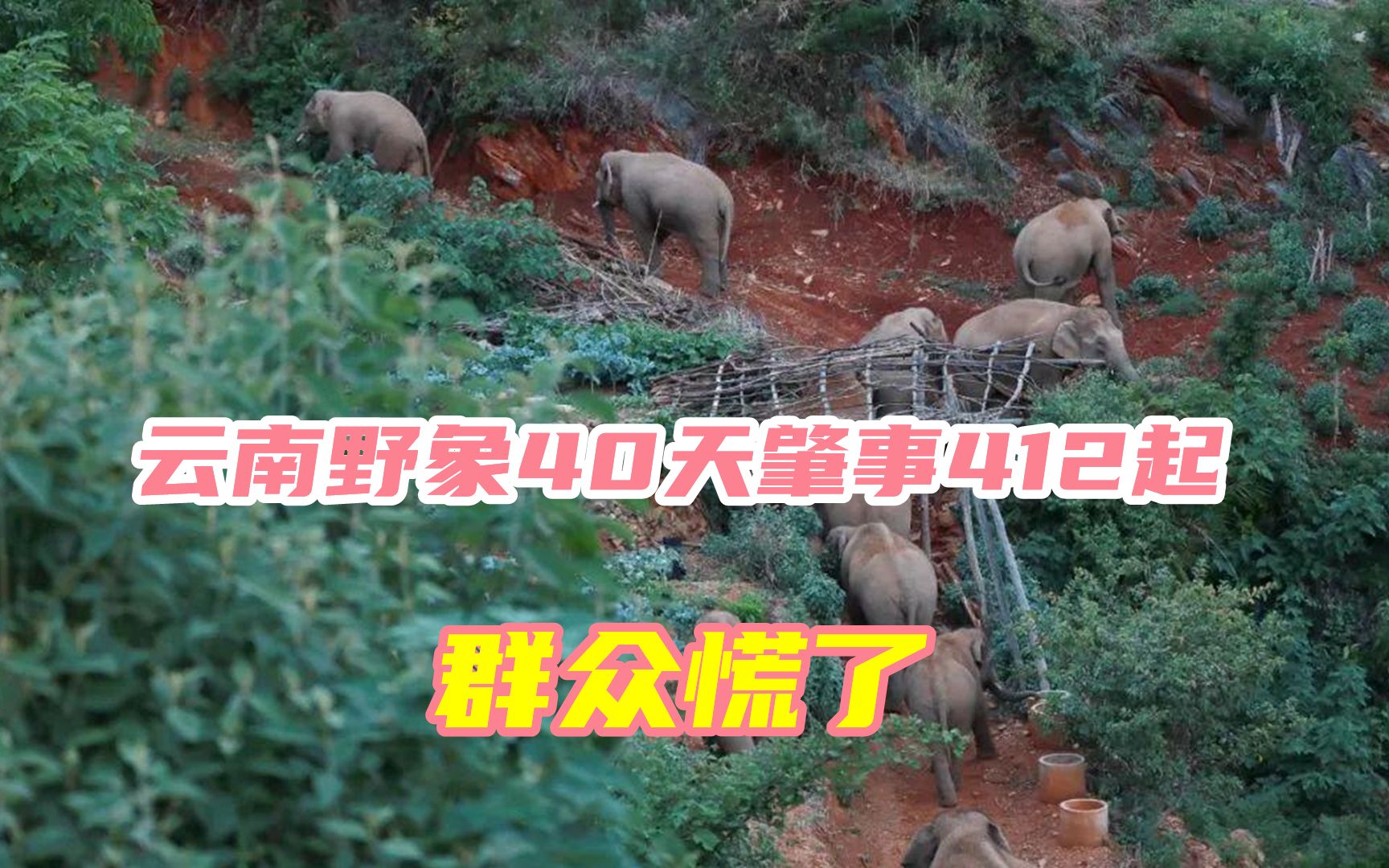 云南野象北迁惹祸!40天肇事412起,经济损失680万,群众慌了