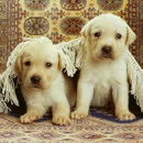 超爱喝绿茶de即墨弘伟 