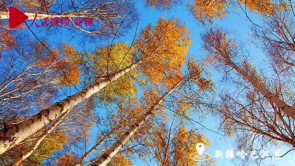 美景丨新疆金秋的白桦林 金黄披身美的耀眼