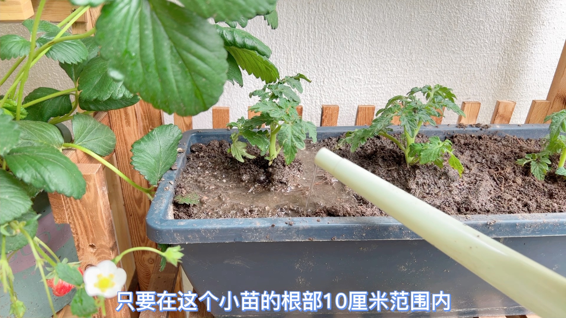 阳台移栽小番茄苗,防烂根防僵苗,试试这些移栽小方法