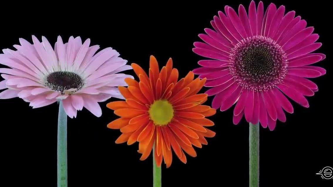 延时摄影拍下的各种美丽的花朵绽放盛开的过程!好看又治愈!