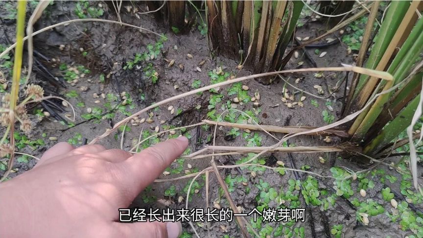 水稻田里撒麦子,这样的小麦播种方式产量高吗?听听小伙咋说的