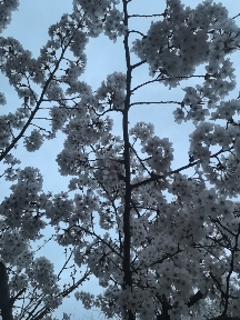 这场梦我入戏太深 