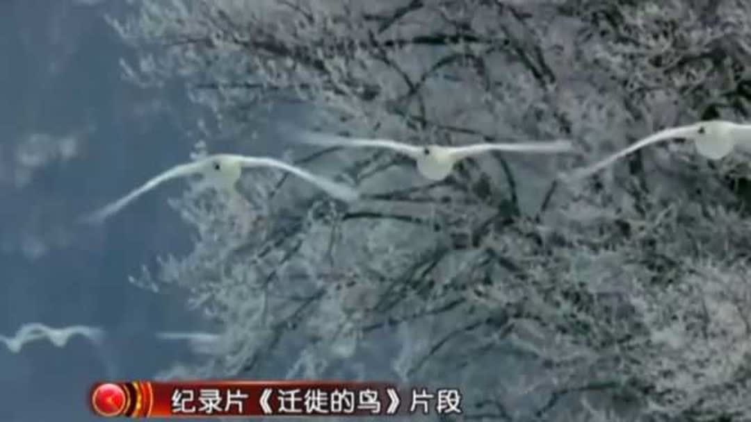 纪录片《迁徙的鸟》,历经3年耗资4000多万美元,给人以震撼|档案