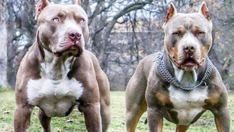 藏獒算什么?美洲这烈犬打架时凶猛无比,难道真的不怕痛?