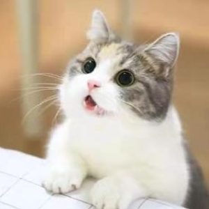 呆喵王者高分解说 