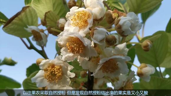 周至县原来五一这样给猕猴桃人工授粉,怪不得果子比灞桥的好