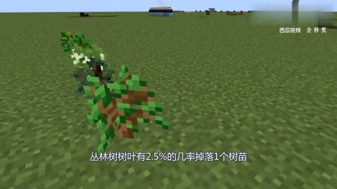 我的世界:树苗你不知道5件事!种树时千万不要站上面,容易窒息