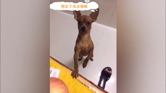 女主骂狗狗是吃货,狗狗生气了小手不停的拍打,就像爱吃的小女孩