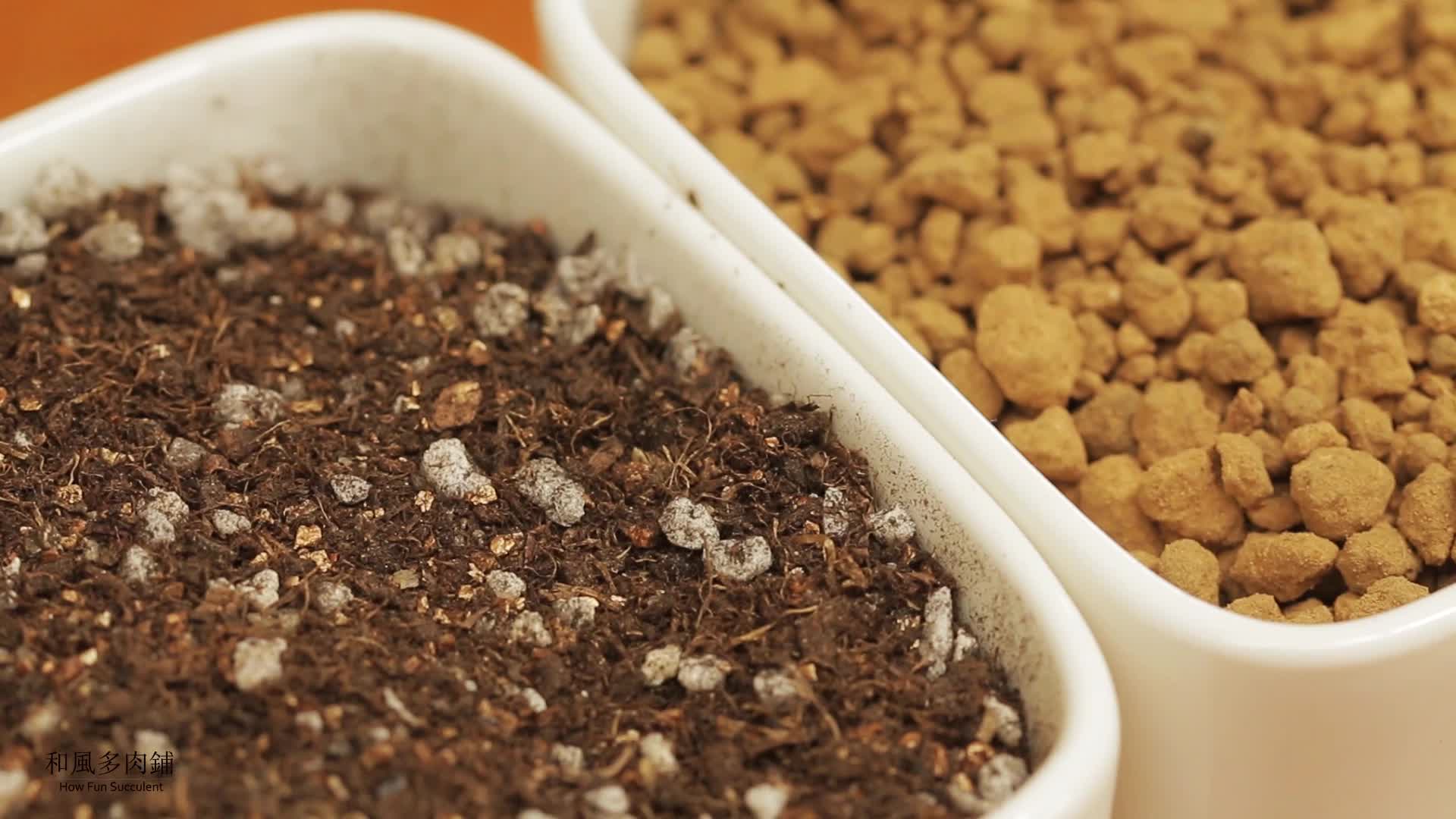 手把手教你种植多肉植物