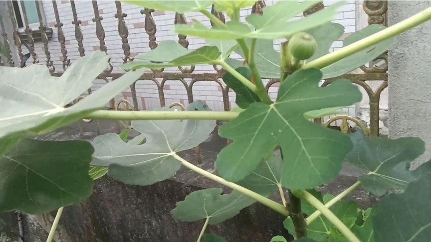 去年种的无花果结果了,既然还来了个不速之客。