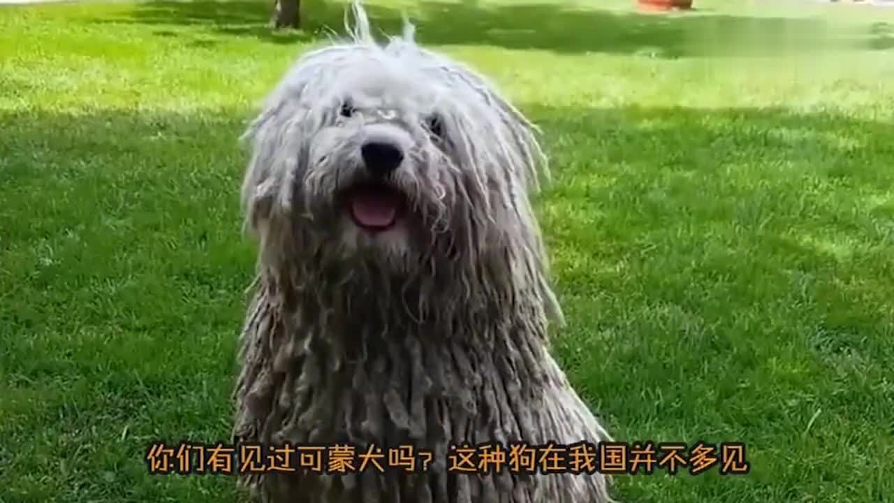 最容易认的狗,当属拖把狗可蒙犬,你喜欢么