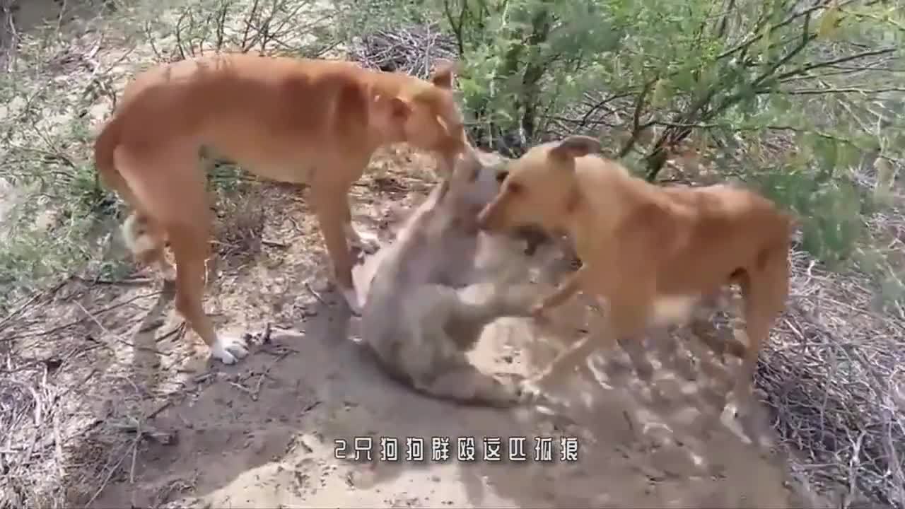狼和狗的差距有多大?2只狗群殴孤狼,狼被活活咬死