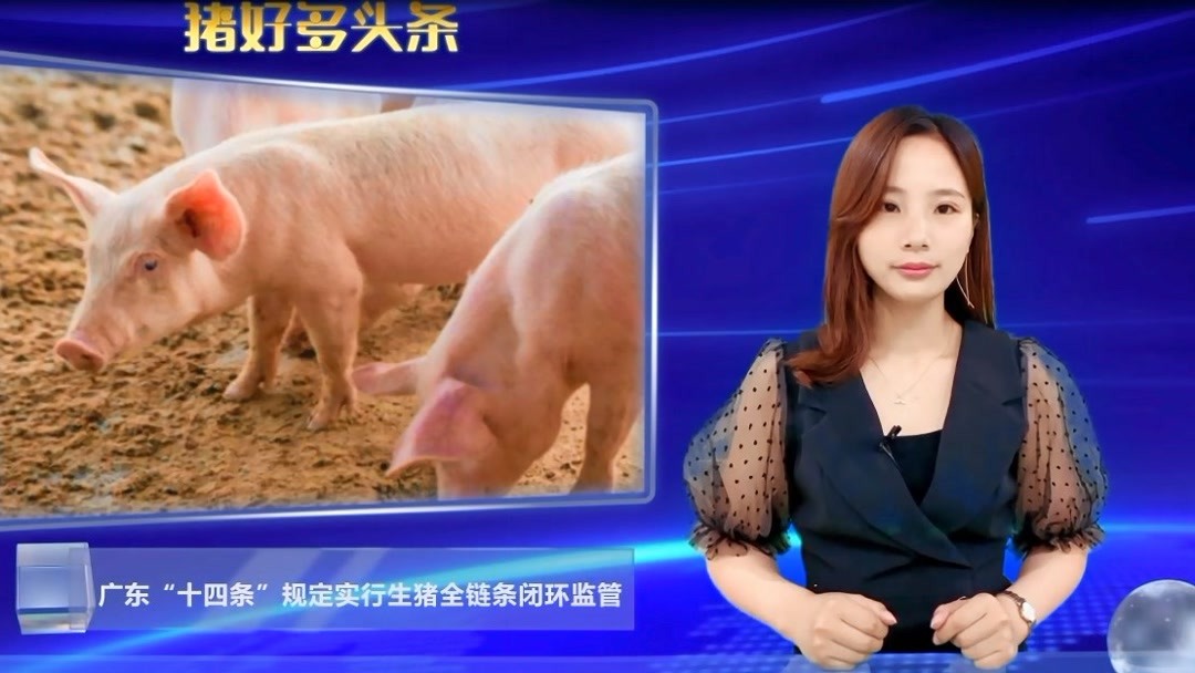 重磅!广东发布十四条措施,加强生猪质量安全监管!