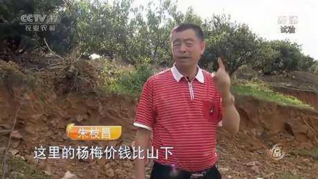 在高山上种杨梅,为什么种的越高杨梅越值钱?种植大哥是这样说的