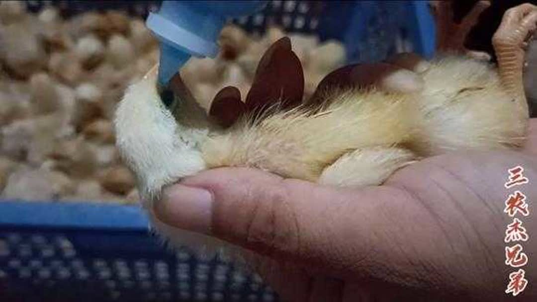 养鸡预防大于治疗,防鸡瘟防呼吸道,这样做你见过吗?