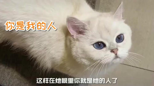 猫咪爱你的表现,你家猫咪有吗?