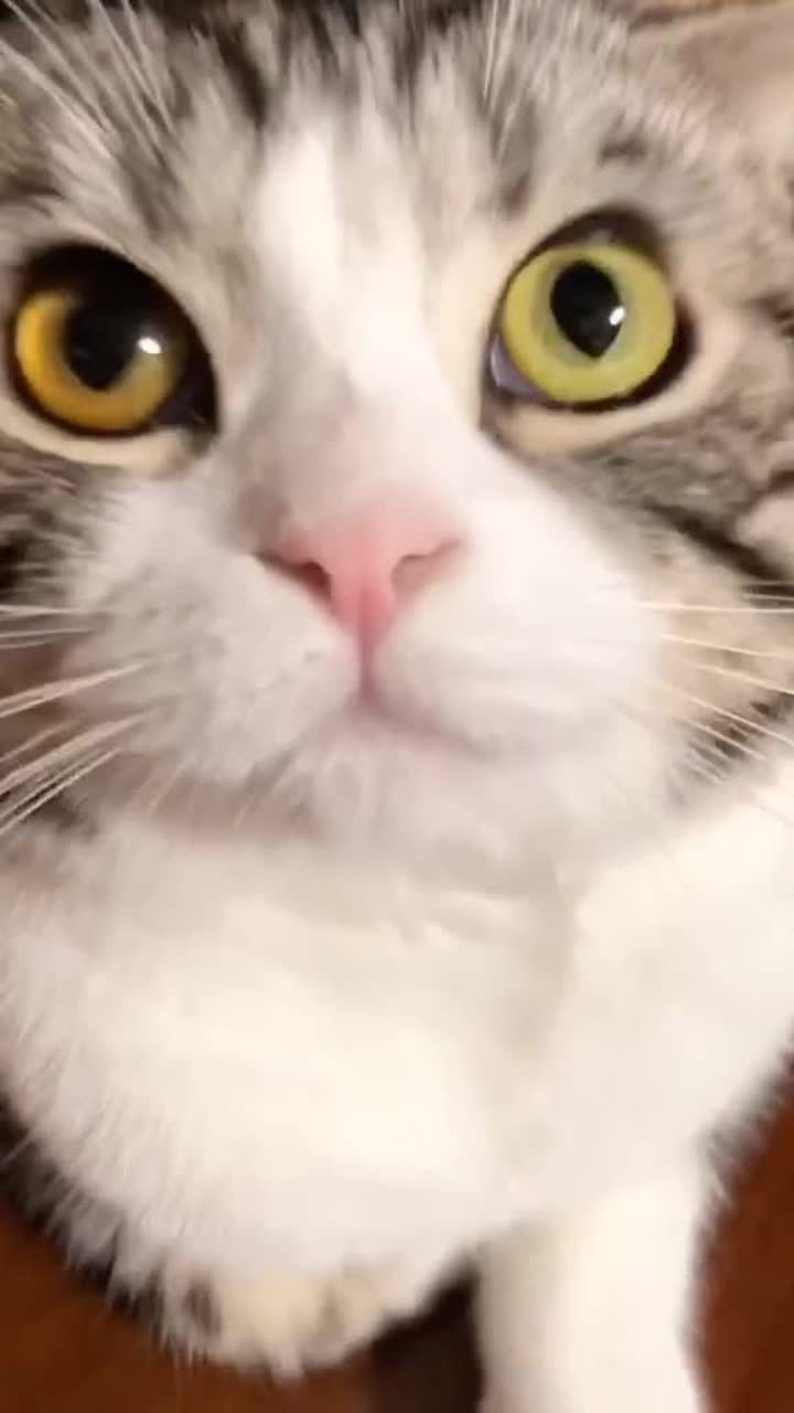 撒撒:为什么铲屎一直盯着我看,她是想亲我吗?