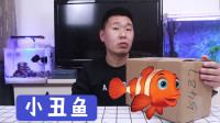 小丑鱼开箱:买了2条超萌的海洋动物,这也太可爱了吧