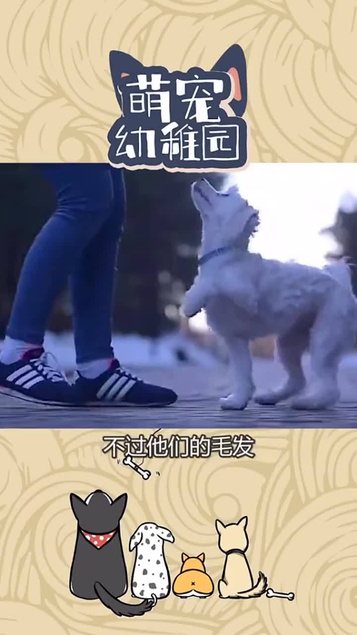 最好养的狗狗前几名来咯!萌宠狗狗