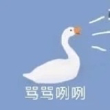猫饼可以吗 