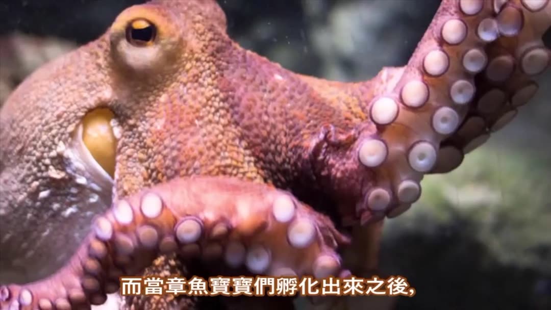 动物繁殖的方式一定让你大开眼界