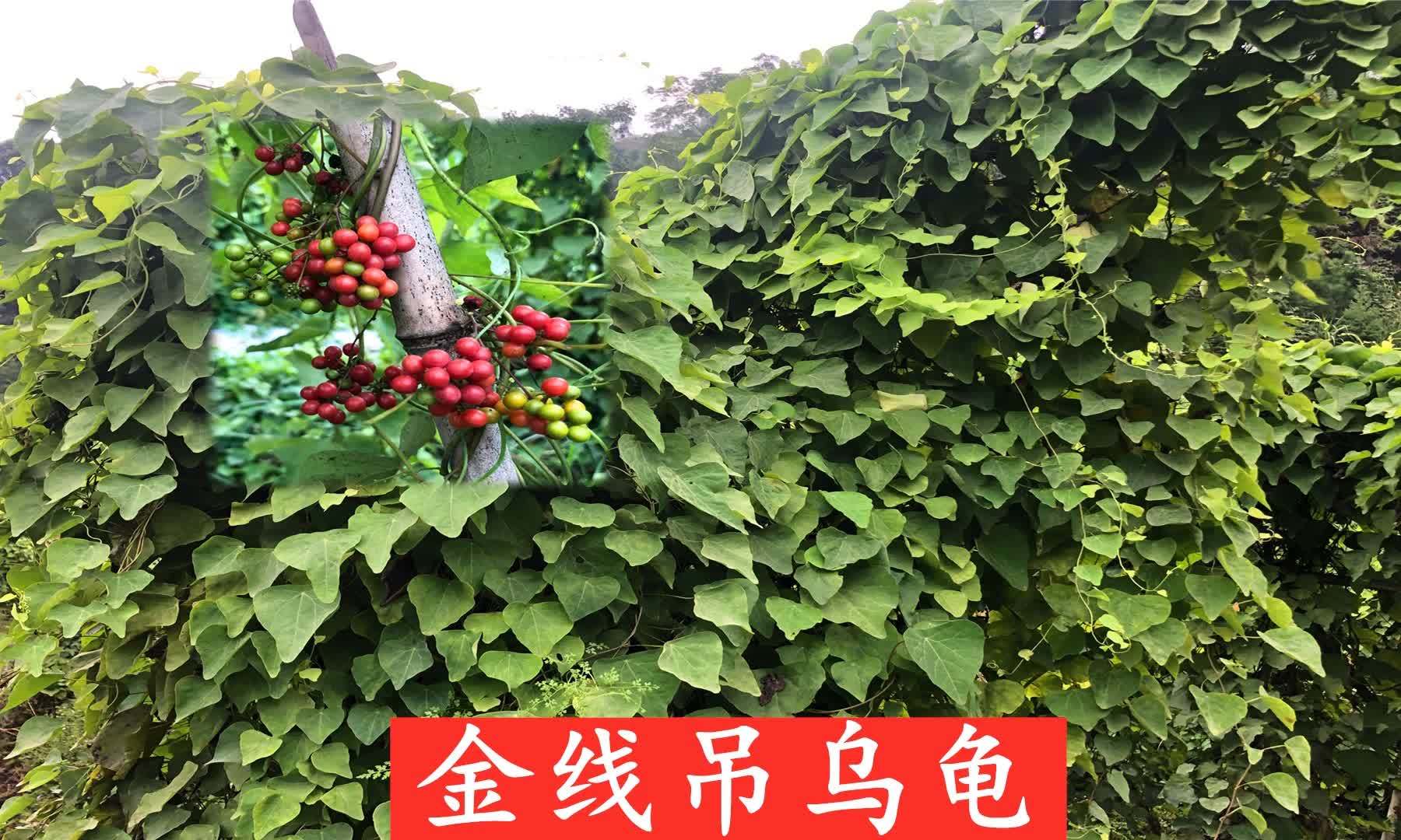 金线吊乌龟这种植物,农民随便种上几亩,一年收入几十万,厉害了