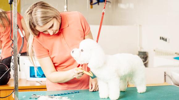 开销大的狗狗排行榜,你家的上榜了吗?