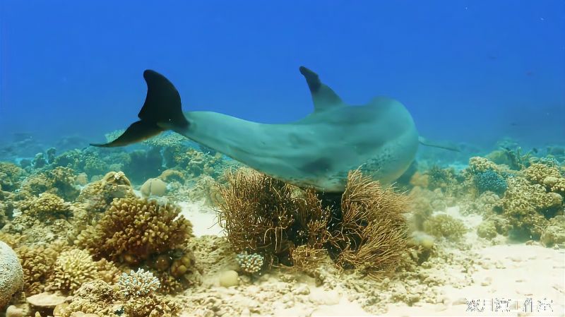 海底世界之海豚妈妈给小海豚上课