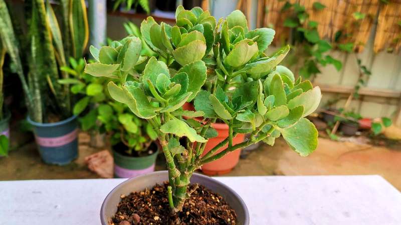 长寿花叶子发黄,用1“粪便”,生长更旺