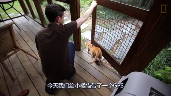 在猫咪身上绑上定位,随便它走到哪里,再也不怕猫咪走丢了!