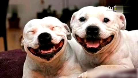 搞笑视频 可爱的猫猫狗狗]图片浏览