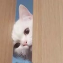 网友老叶 