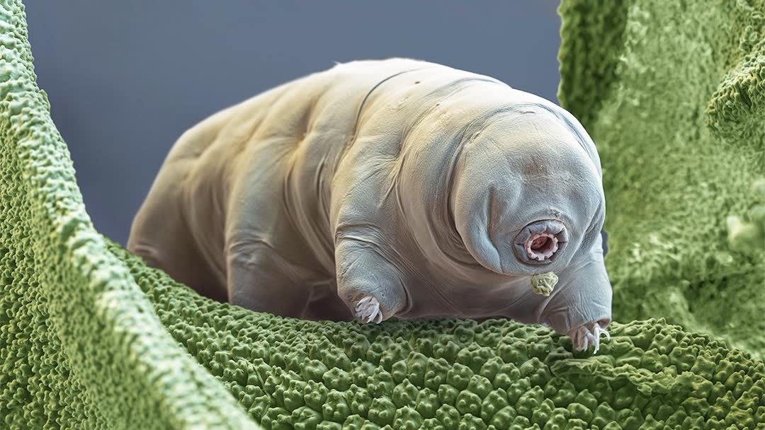 世界上最坚强的不死生物，任何环境下都能活，地球毁灭也没事！