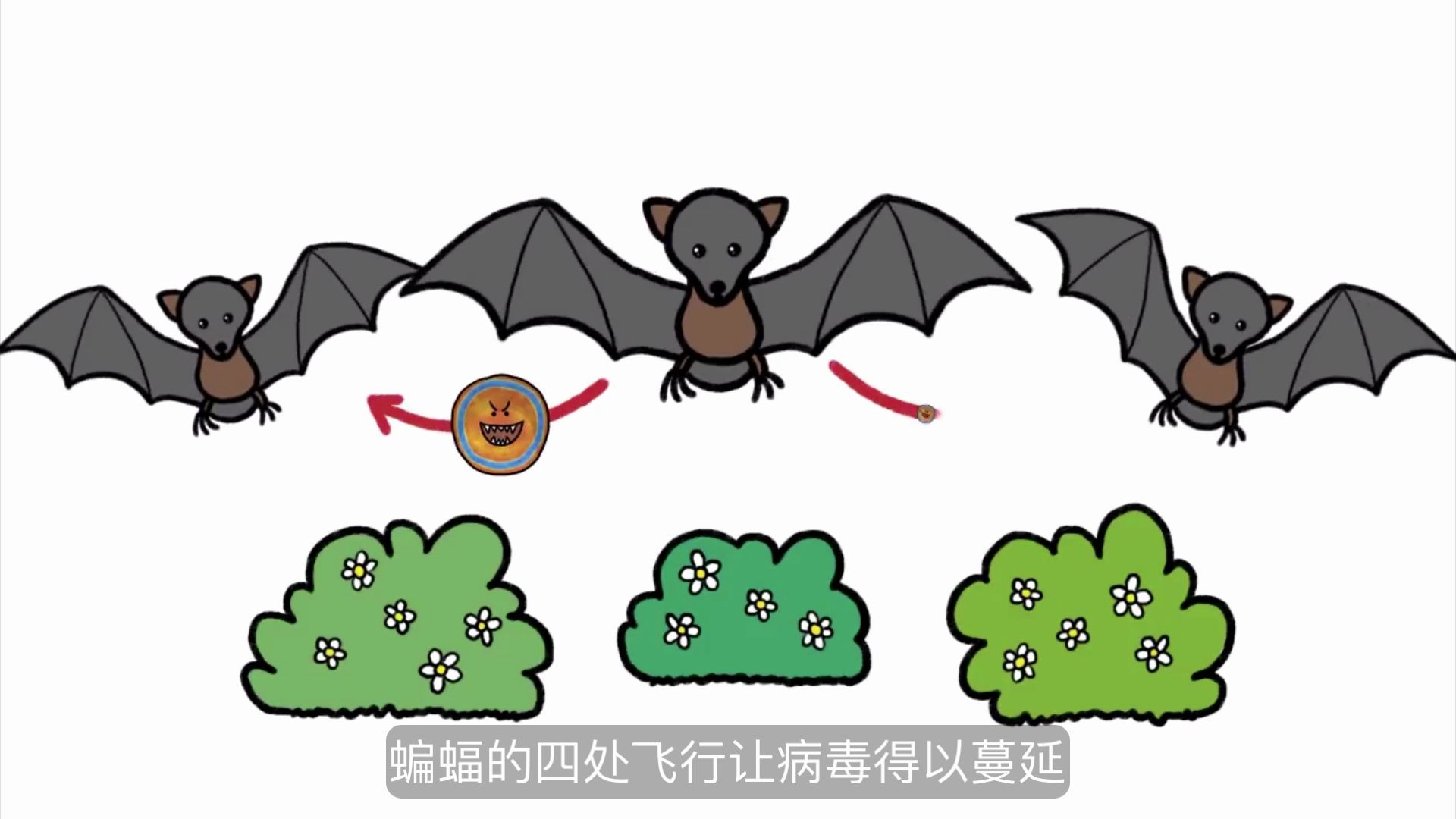 为什么蝙蝠会携带如此多的致命病毒!动画详解它们是如何抵御的