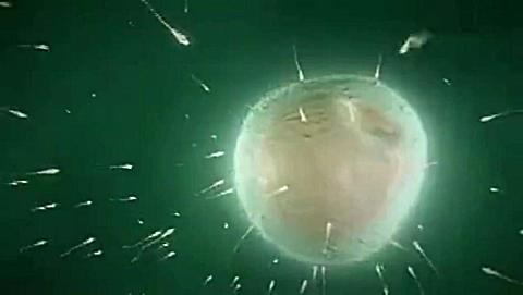 20秒让你看懂, 试管婴儿精子和卵子, 受精和胚胎动画