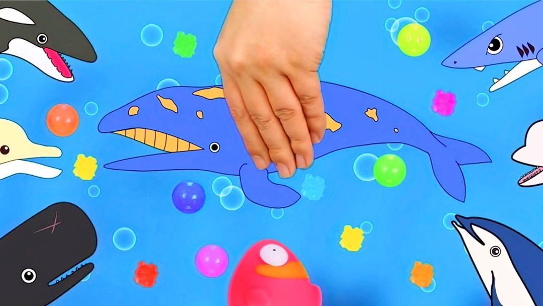 为鲸鱼举行一个聚会吧!趣味识动物动画