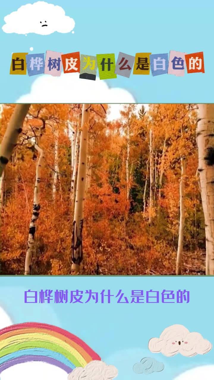 科普小课堂:白桦树皮为什么是白色的
