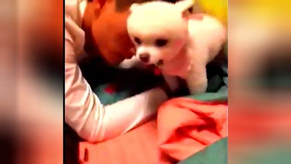 狗狗跳舞跳到走火入魔,男主把音乐一关,狗狗便和男主人打了起来