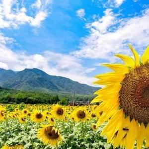 精炼中的小花花 