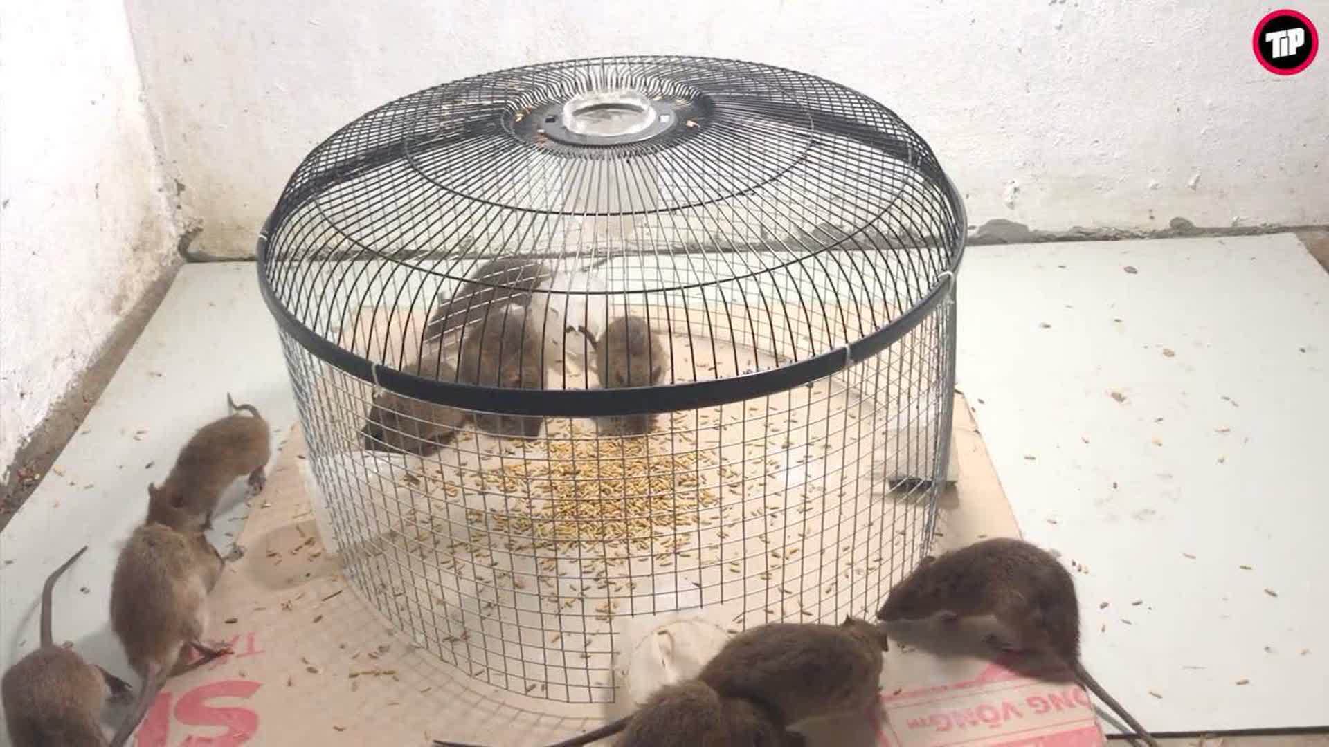 男子用铁笼自制捕鼠器,视频记录下了老鼠上当过程