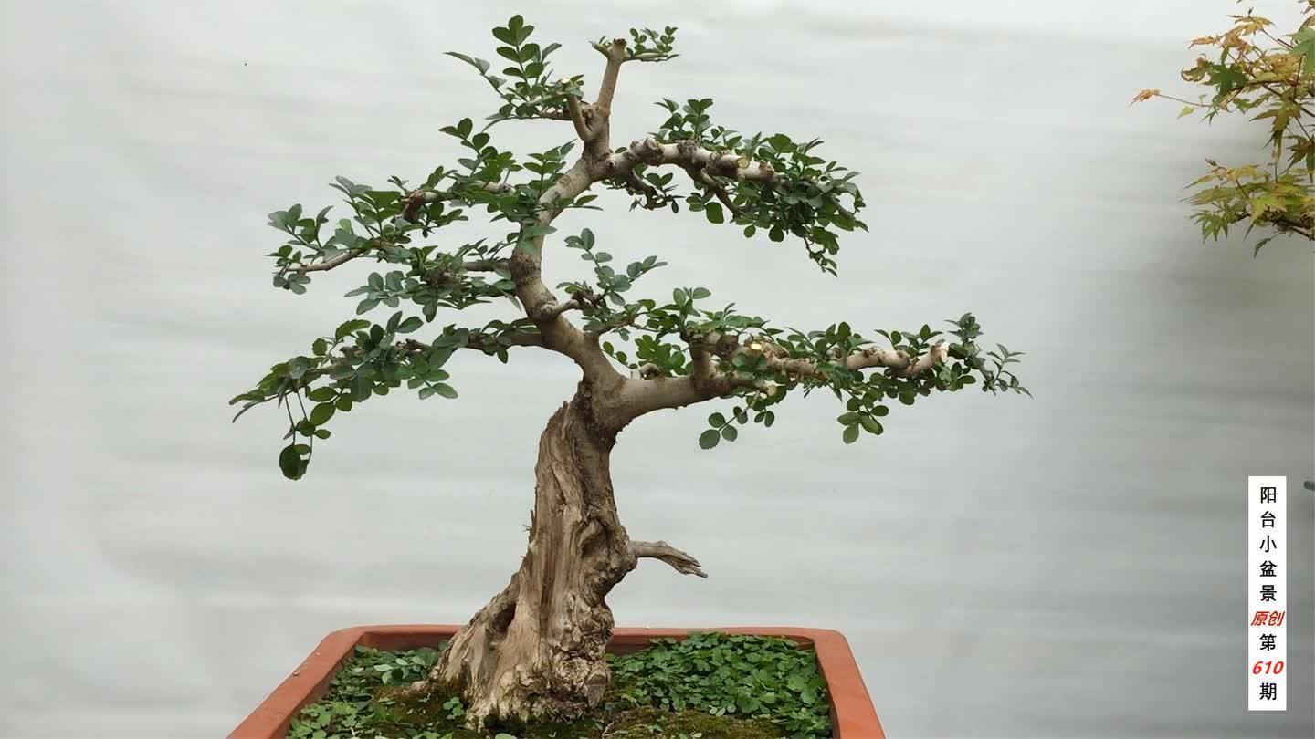 阳台小盆景 第610期 对节白蜡的剪枝